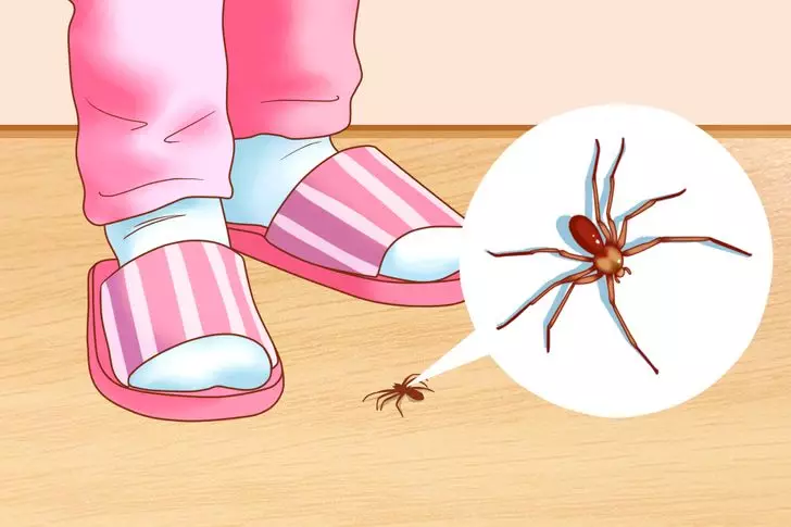 6 moyens efficaces de se débarrasser des insectes dans votre maison 12_4