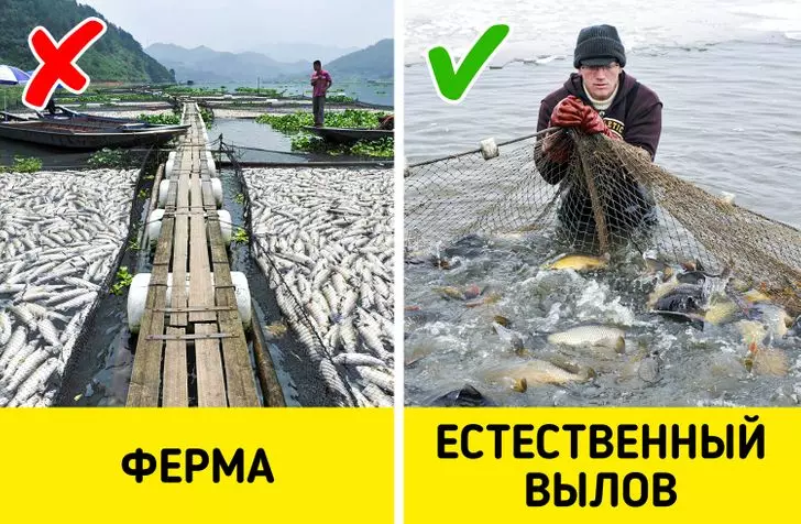 8 znakov, ki jih poskušate prodati ribe, ki je nevarno 232_6