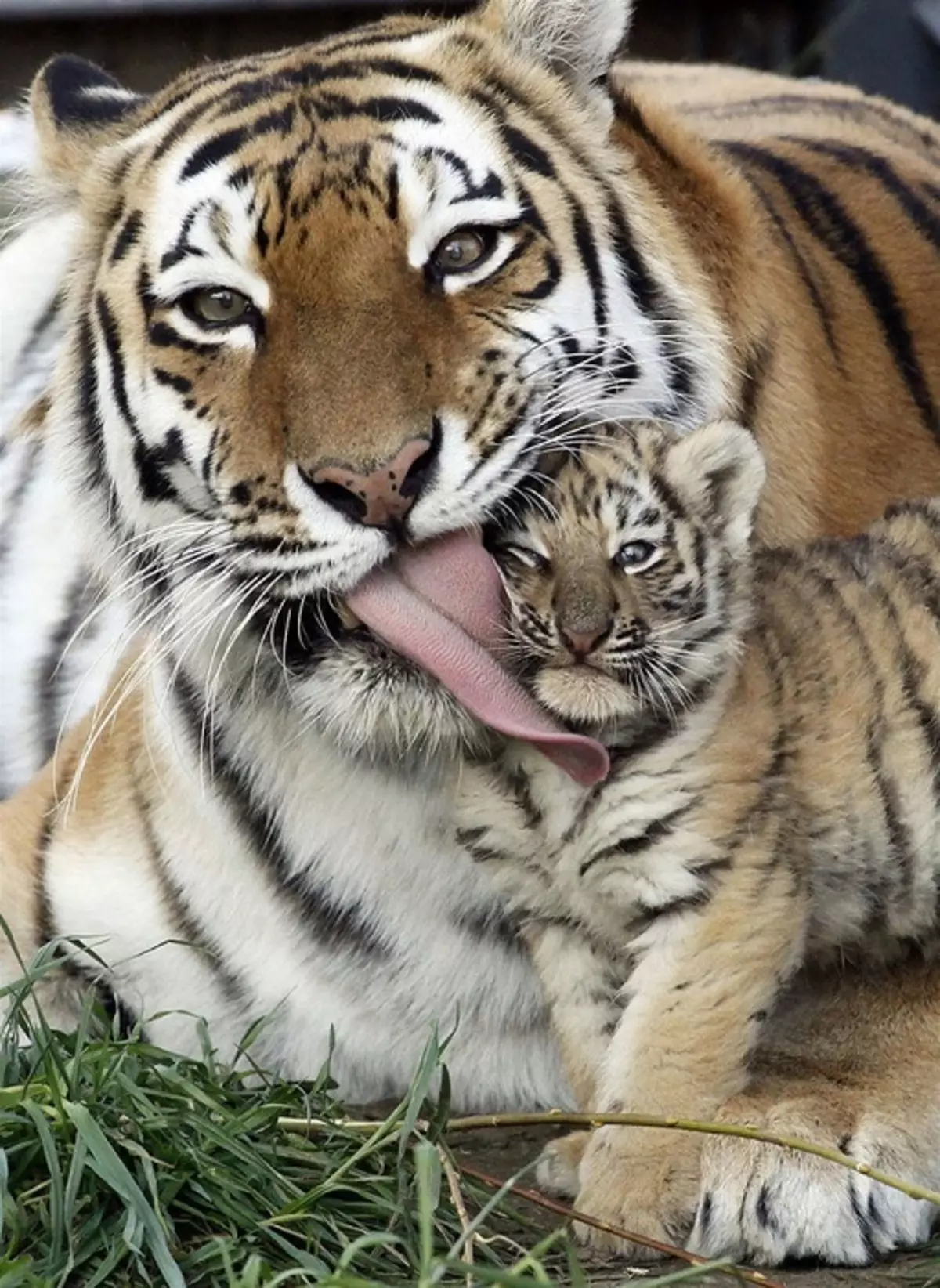 Tarjous ja koskettavat vanhempien ja lasten valokuvia eläinten maailmassa