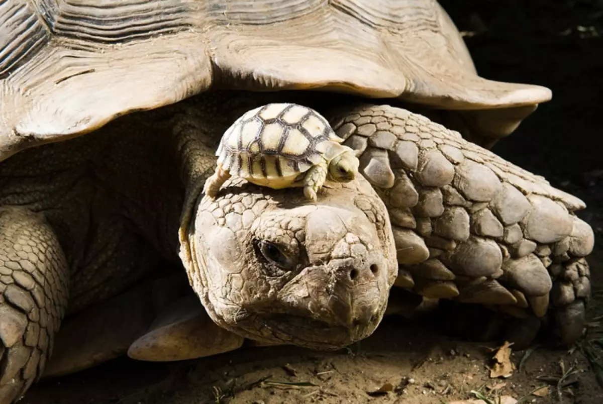 Fyra dagars ung afrikansk sköldpadda.