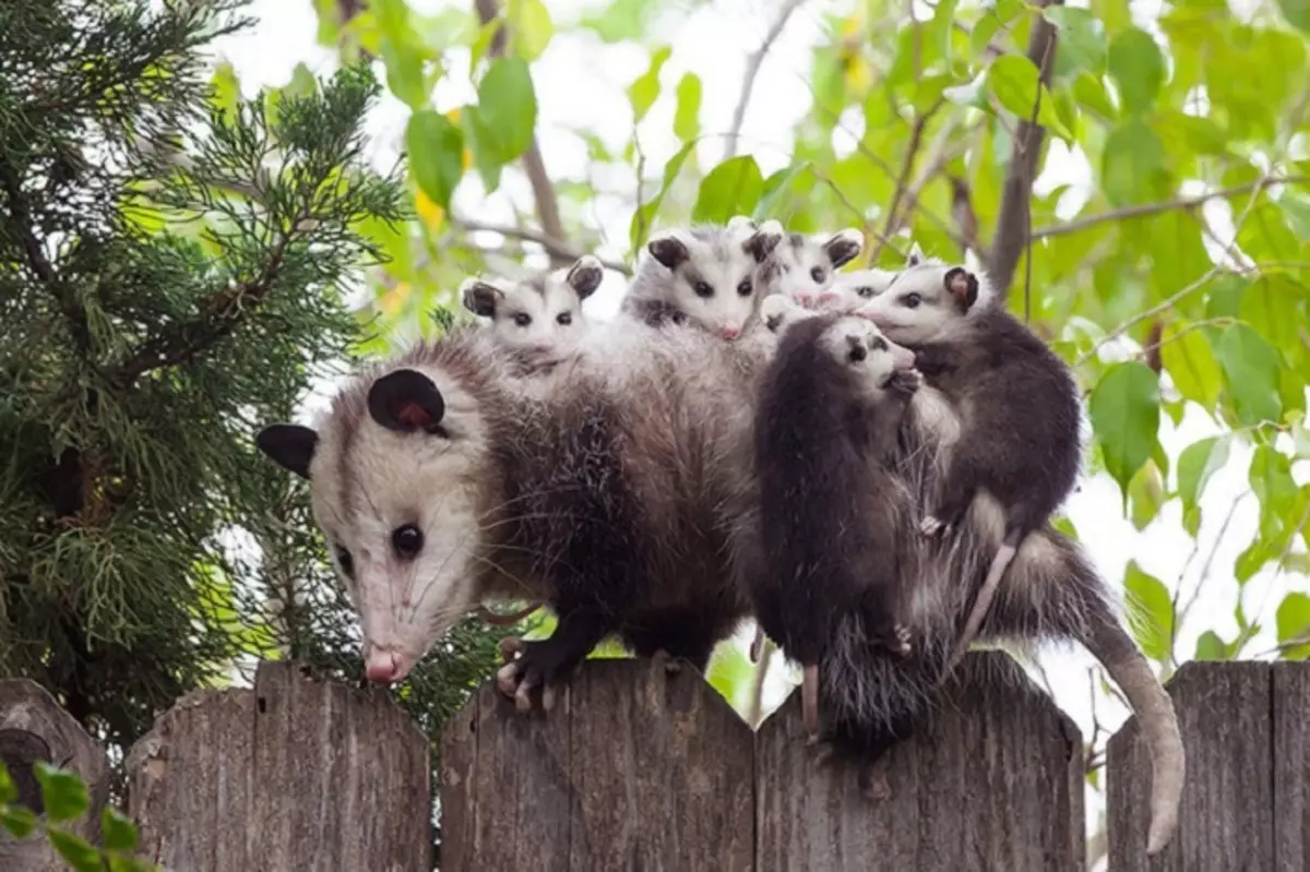 הנקבה בתולה Opossum נולדה ל 25 ילדים.