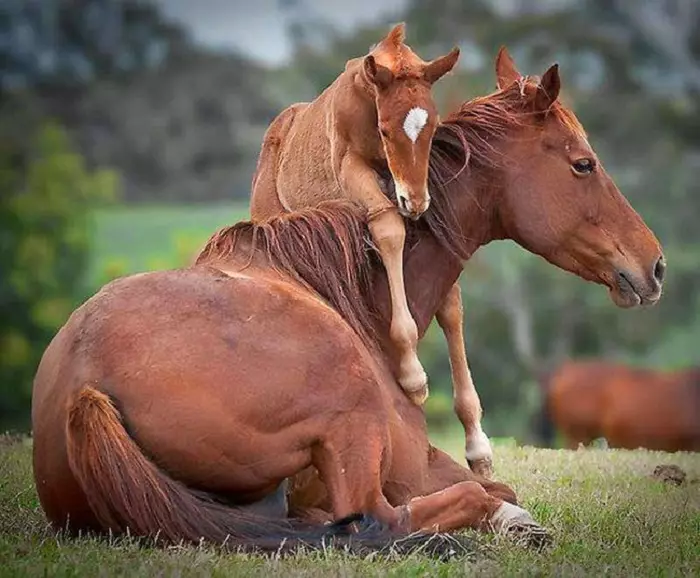 Stallion igra sa majkom.