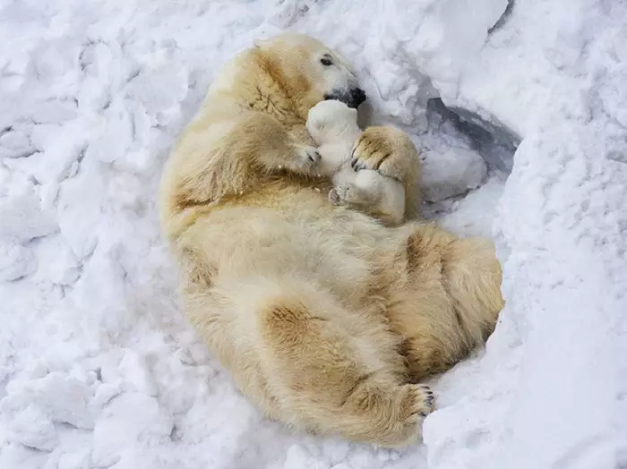 Medved igra sa svojim mladunkom.