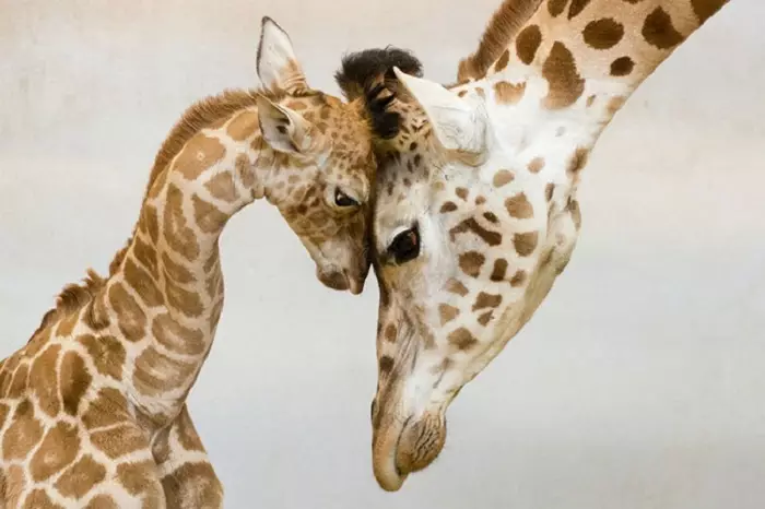 Maandelijkse welp giraffe met zijn moeder.
