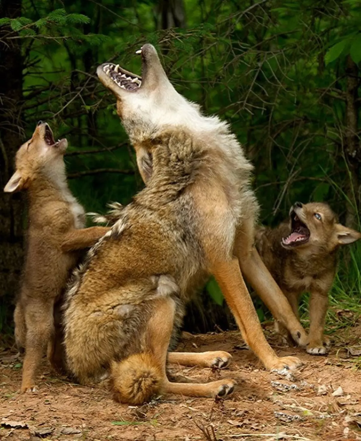 Wolf kan de veeg een andere wolf afnemen als kleine prooi.