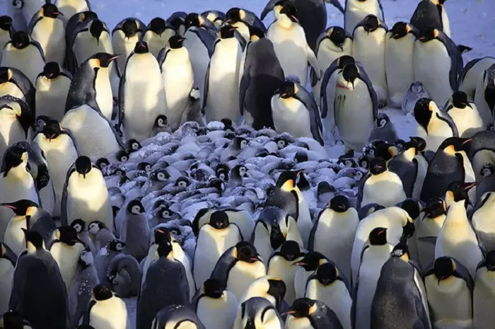 Жаш сиздин жашыңызга жылуу, бойго жеткен пингвиндер алардын айланасында тыгыз шакек түзүшөт.