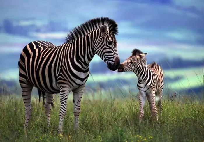 Zebra ngora saatos ngalahir ka ibu anu leres ku lokasi.