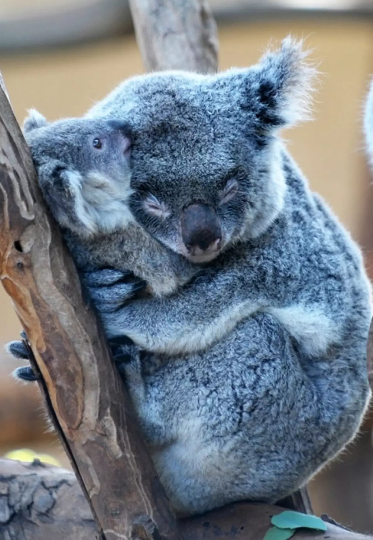 Caitheann Koala cubs i bhfillte speisialta ar an mbolg.