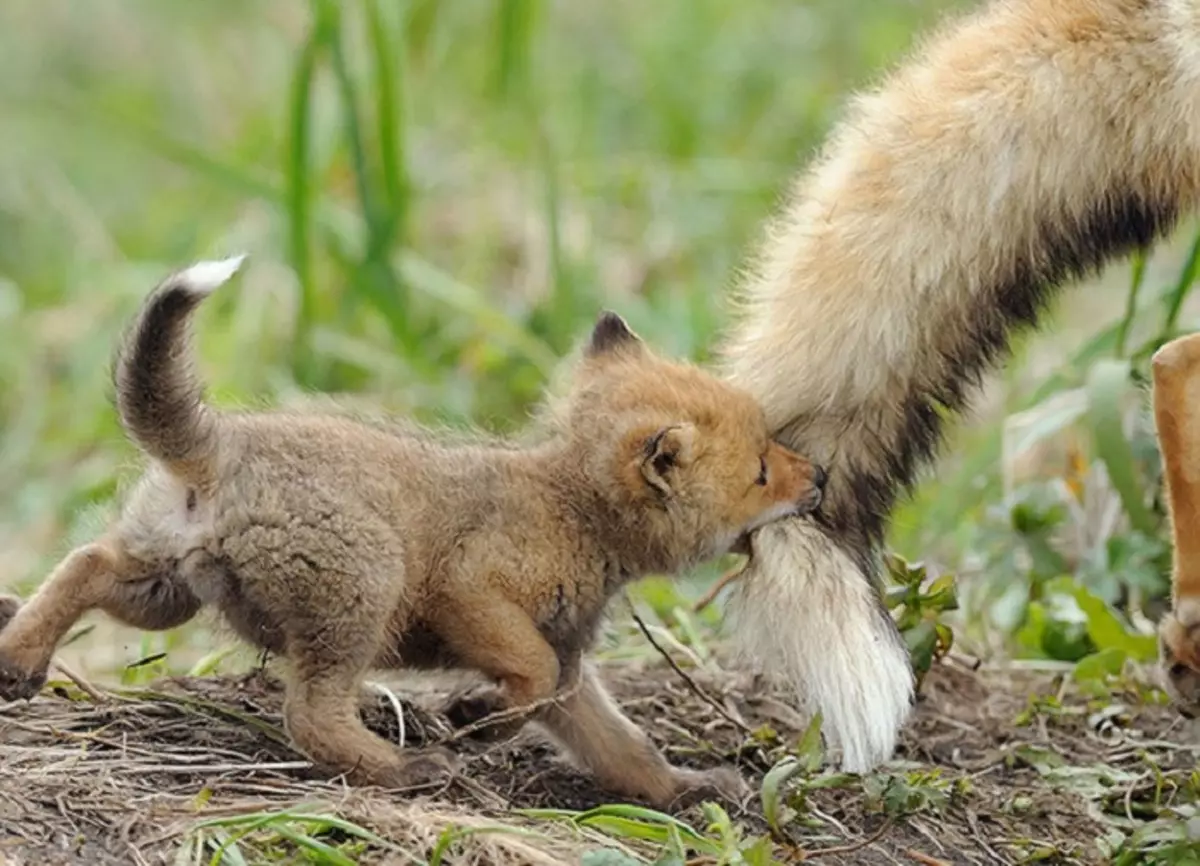 Omtänksamt, rödhårig och fluffig räv som leker med en liten räv.