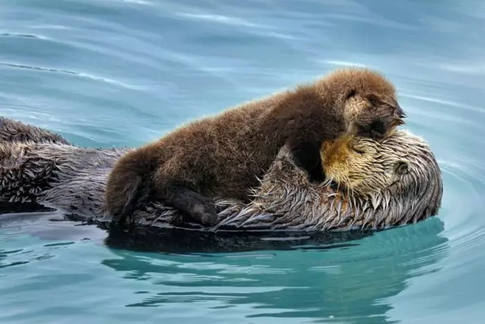 Utilator laut ti kulawarga Kunih, relatif tina Otter.