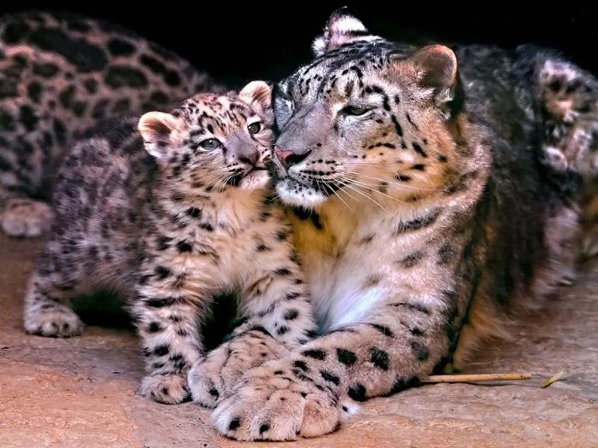 يعيش الفهود مع والدتها تصل إلى عامين.