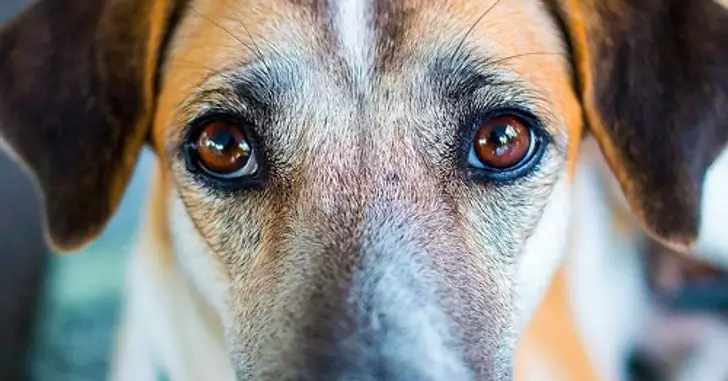 Els científics han demostrat que els gossos poden reconèixer una persona dolenta 4370_3
