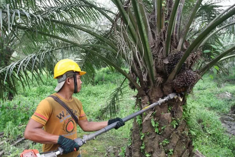 Palm Oil: Obstaja ali ne 4526_3