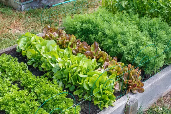 Plan av perfekt grönsaks trädgård: 10 enkla regler som gör ditt arbete underlätta 485_1