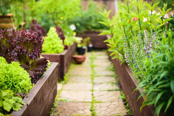 Rancang taman sayuran yang sempurna: 10 peraturan mudah yang akan menjadikan kerja anda memudahkan 485_12