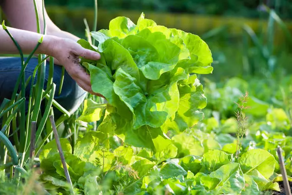 Σχέδιο τέλειου κήπου λαχανικών: 10 απλούς κανόνες που θα διευκολύνουν τη δουλειά σας 485_3