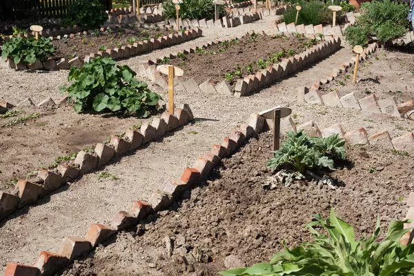 Plan of perfect vegetable garden: 10 simple rules that will make your work facilitate 485_7
