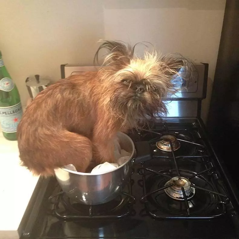 Explaining: what are busy dogs who stayed at home alone (24 photos) 5461_20