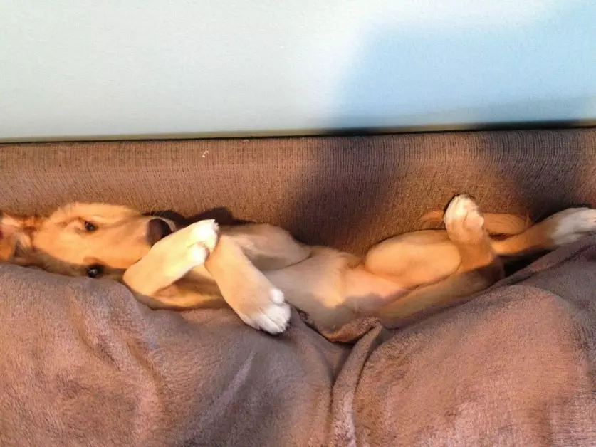 Explaining: what are busy dogs who stayed at home alone (24 photos) 5461_21