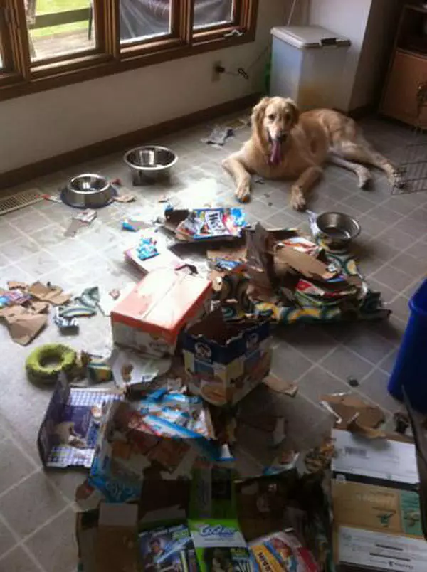 Forklare: Hva er travle hunder som bodde hjemme alene (24 bilder) 5461_9