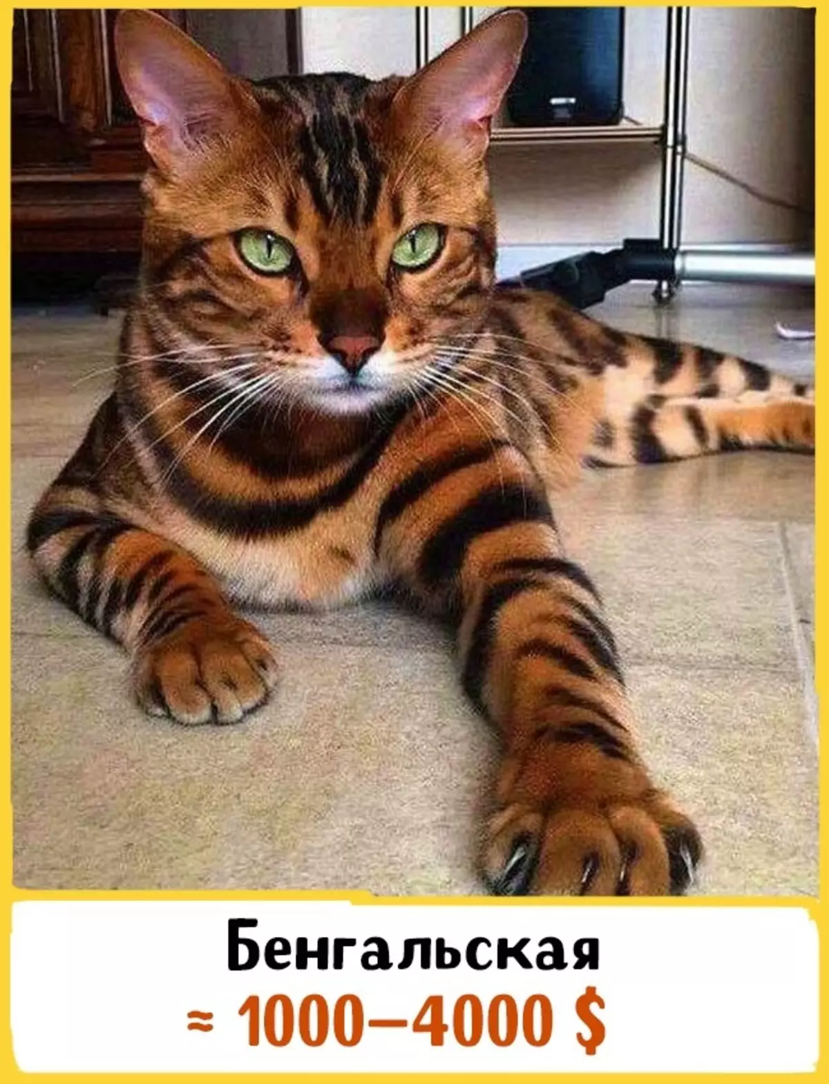 19 կատուների ցեղատեսակներ, որոնք անպարկեշտ թանկ են 5469_13