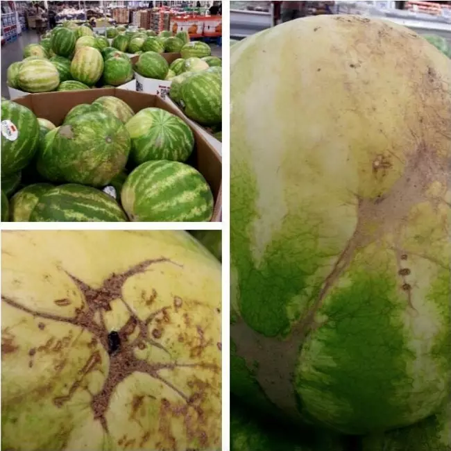 Kako odabrati najslađu i sočnu lubenicu (trikovi poljoprivrednika) 5539_2