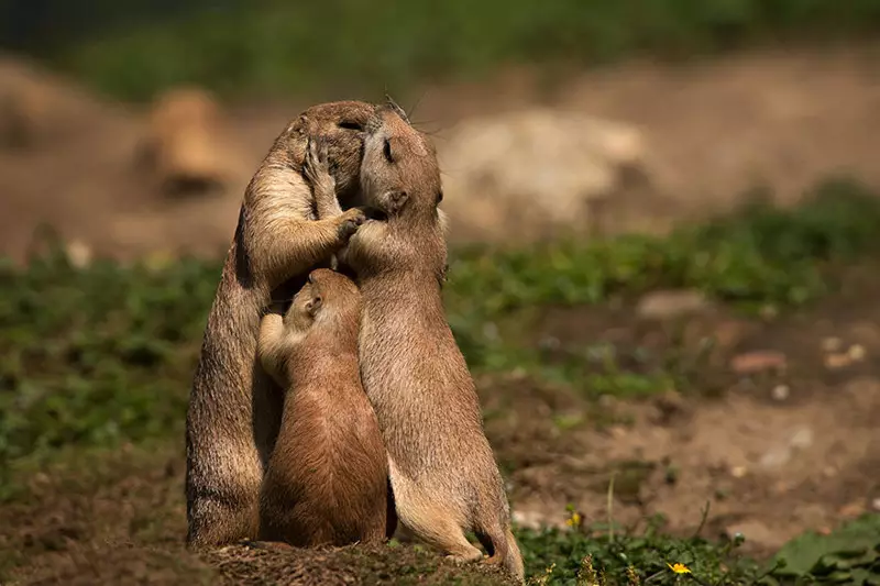 लोकांसारख्या सर्व गोष्टी: प्राणी जगातील सर्वात स्पर्श कुटुंब फोटो 6810_16