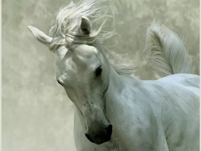흰 말과 슬리퍼에서 - 전형적인 수채화.
