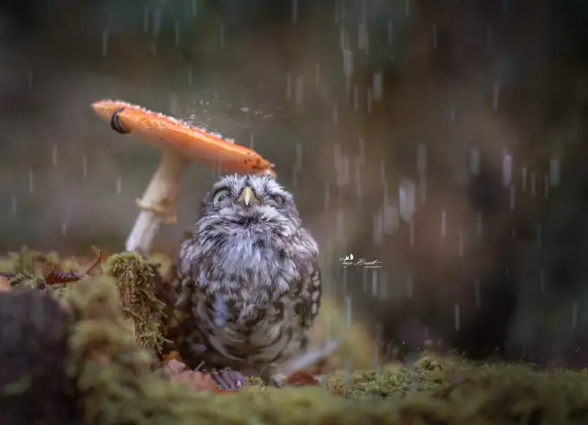 20 fotos capaces de trucar a una tempesta d'emocions 7044_6