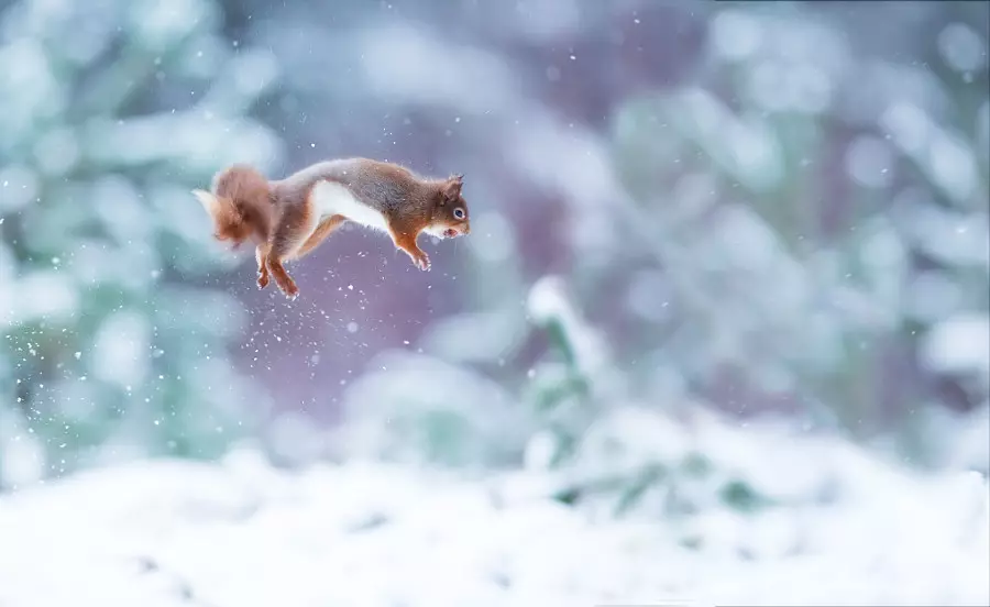 Snack in flight. Frame, photo