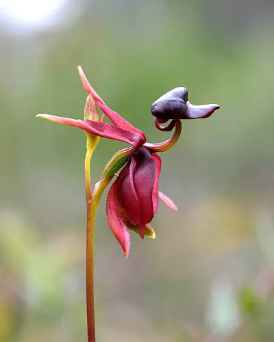 花の挨拶