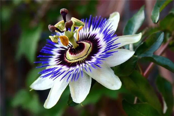 Passiflora - Passioun Blummen. Notéiert p_i_f Wal.