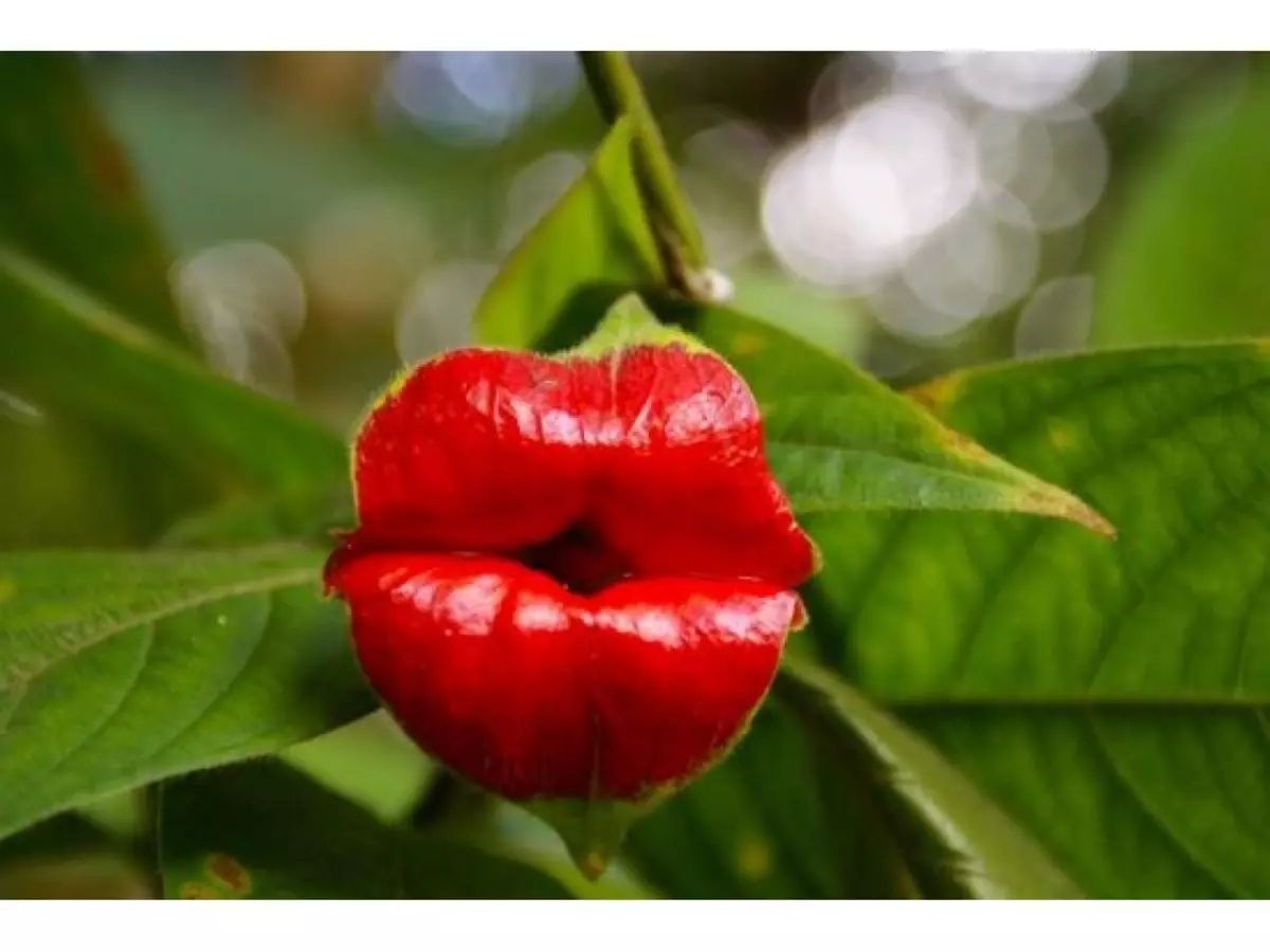 Flower Kiss Psychoty Povišen