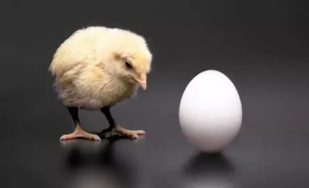 Mikä oli ensimmäinen - kana tai muna? Tutkijat pystyivät antamaan tiettyä vastausta. 7962_1