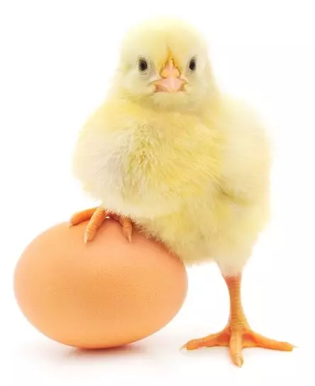 Qual è stato il primo - pollo o uovo? Gli scienziati sono stati in grado di dare una risposta specifica. 7962_2