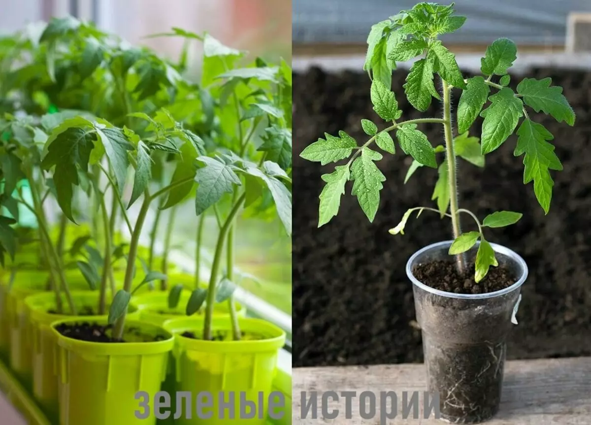 It was not possible to grow a chorean seedlings of tomatoes, until I learned one secret. I share with you