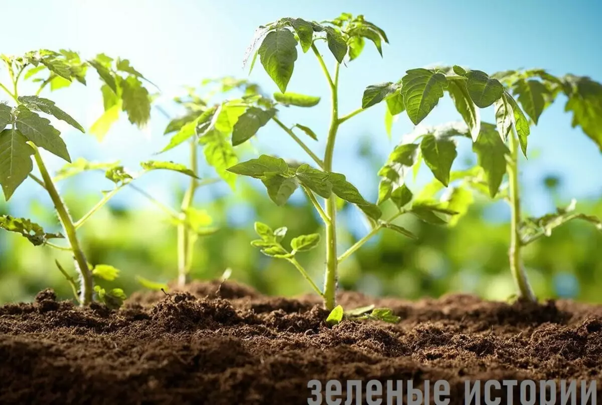 Tomato seedlings moves to the ground