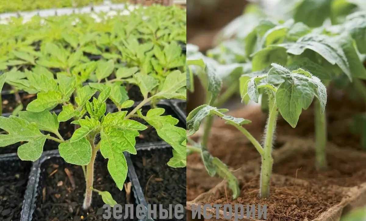 இது உயர் தரமான தக்காளி நாற்றுகளாக இருக்க வேண்டும்.