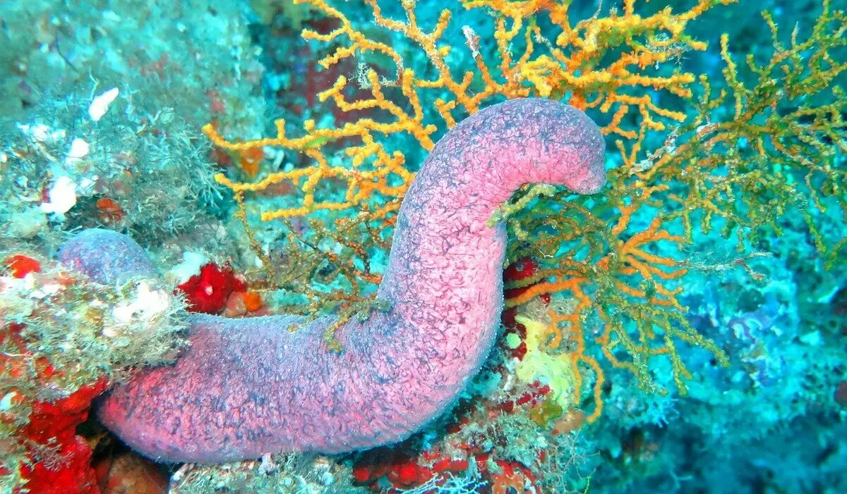 Korallide seas trepant. Foto, kahjuks mitte minu! Tasuta Image Bank: https://pixabay.com