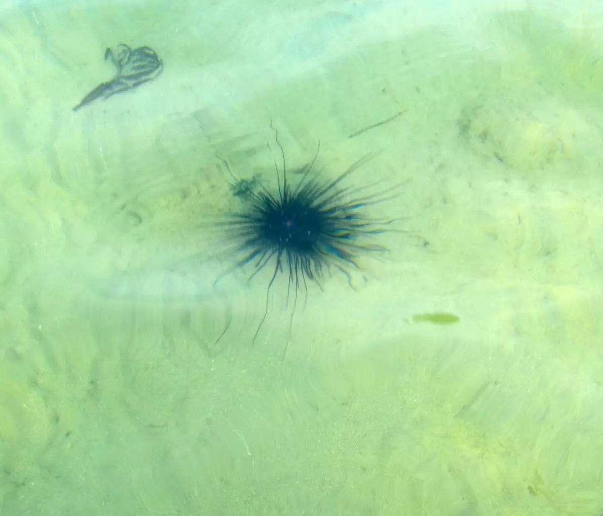 Hedgehog laut di Teluk Siam di Laut China Selatan. Foto oleh Pengarang.