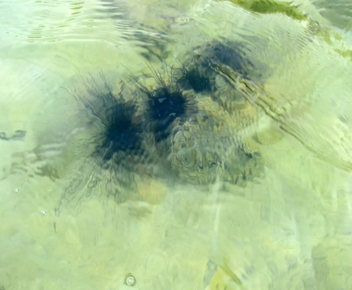 Morski ježevi na plitkoj vodi u sijamskom zaljevu. Foto autor.