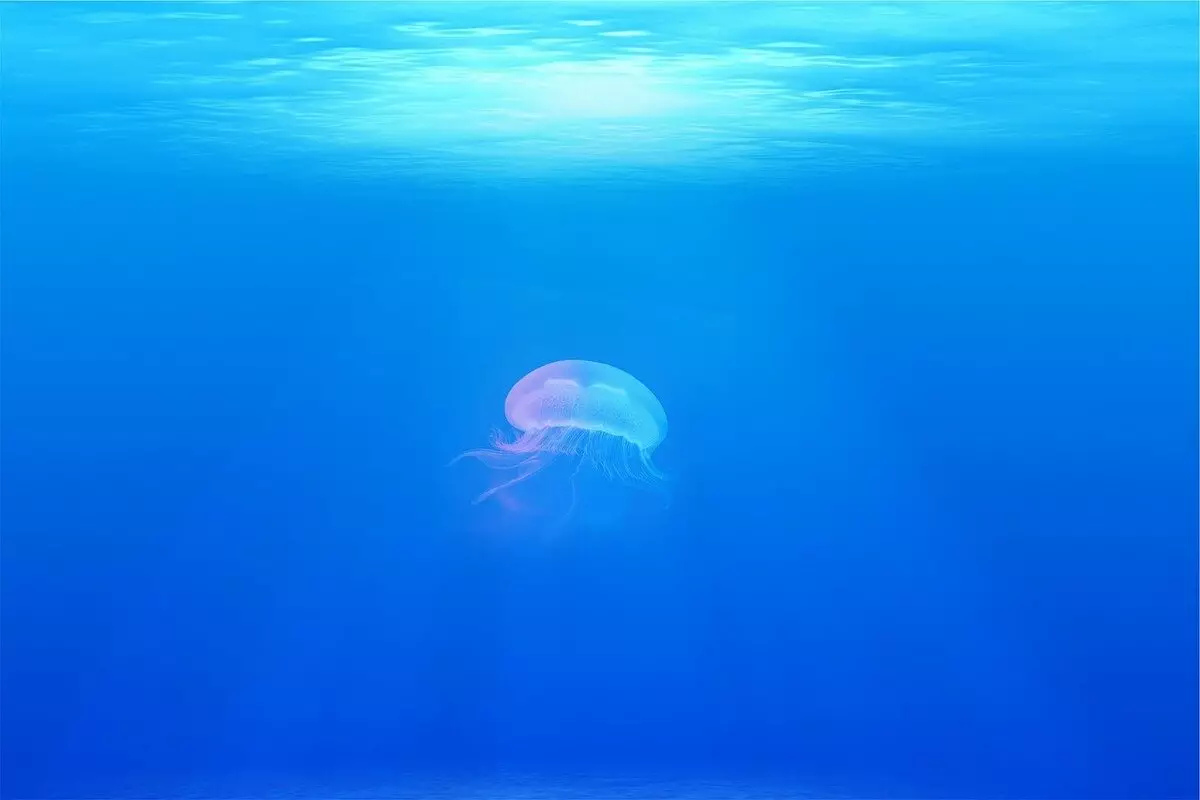 Suwuň galyňlygy bilen medusa. Gynansagam, gynansagam, meniňki däl! Mugt surat bankyndan alyndy: https://pixabay.com
