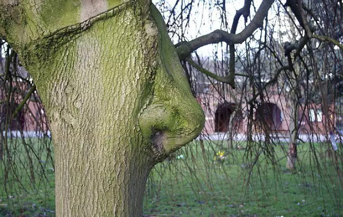 Die natuur sal altyd iets vind om te verras (19 foto's)