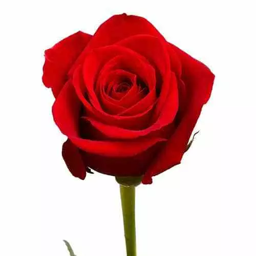 Quiz: Apa jenis mawar sing disenengi? 8995_2