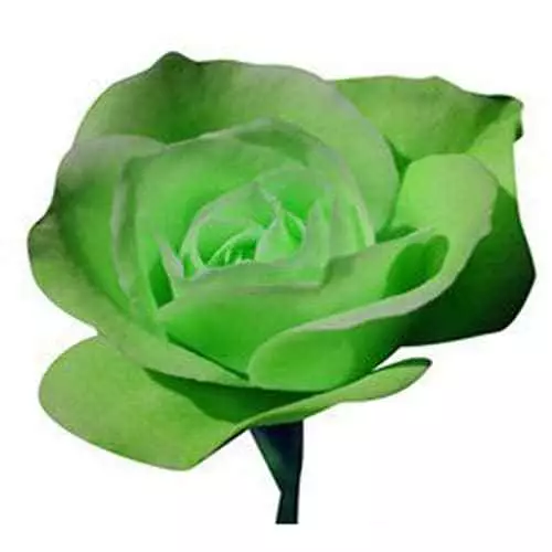 वेगवान क्विझ: आपल्याला कोणत्या प्रकारचे गुलाब आवडतात? 8995_3