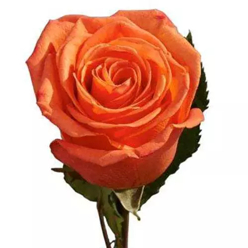 Rask quiz: Hva slags rose liker du? 8995_4
