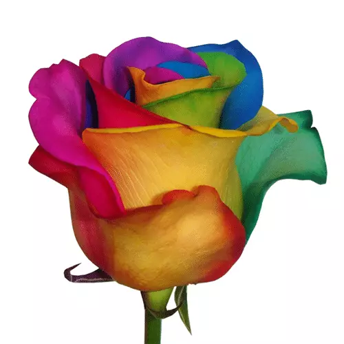 Rask quiz: Hva slags rose liker du? 8995_5