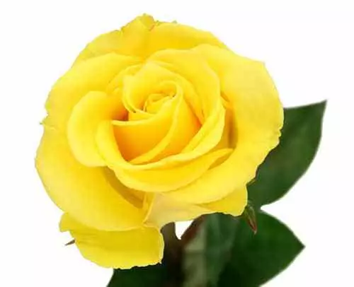 वेगवान क्विझ: आपल्याला कोणत्या प्रकारचे गुलाब आवडतात? 8995_6