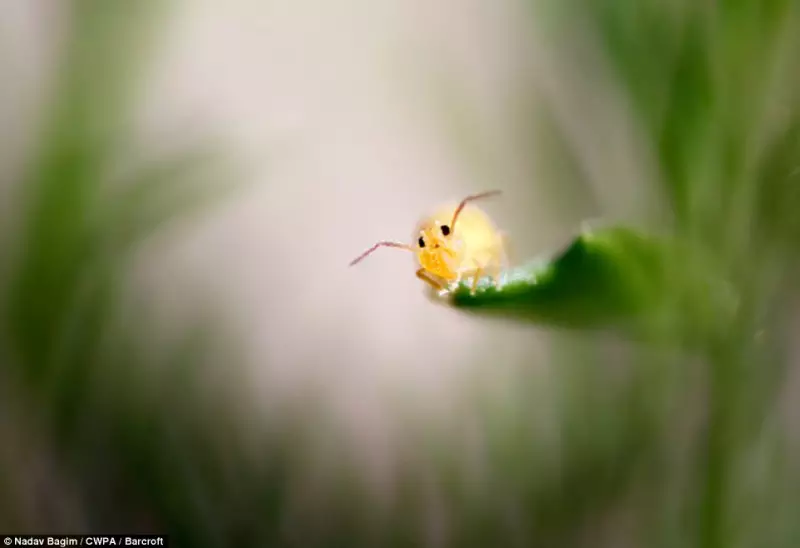 14 fotos de Chuma de la vida de los animales. 9084_7