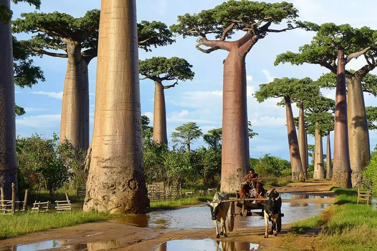 I più grandi alberi del nostro pianeta 9288_16